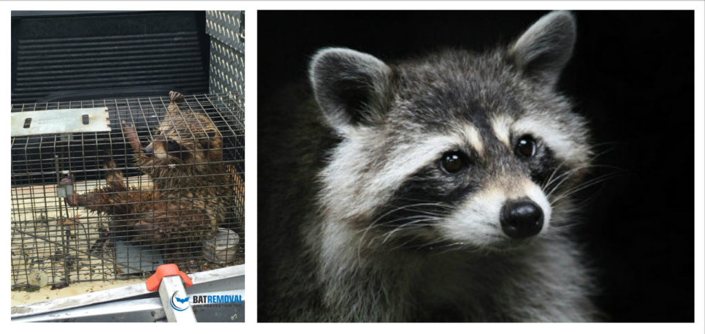 How To Get Rid Of Raccoons | Michigan