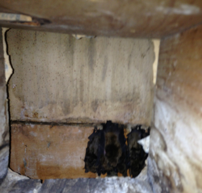 Bat's Roosting - 3 Helpful Facts Regarding Bat Roosting