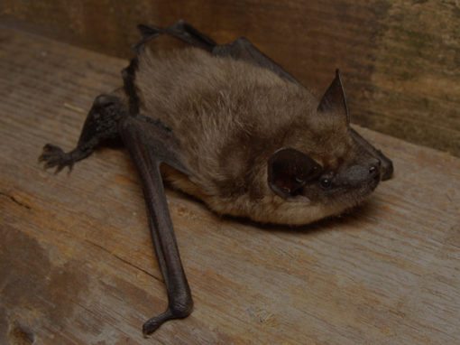 Do Bats Bite People - Oakland CO MI - My Bat Guy