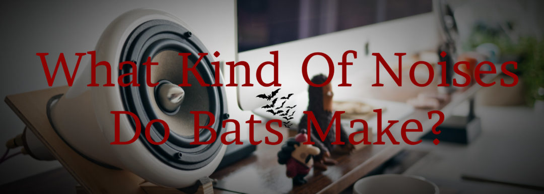 Do I Have Bats In My Home? Learn About Bat Noises And Sounds.