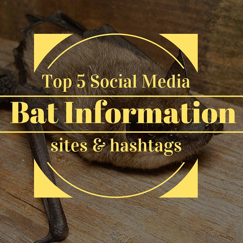 Top 5 Social Media Sites For Bat Information